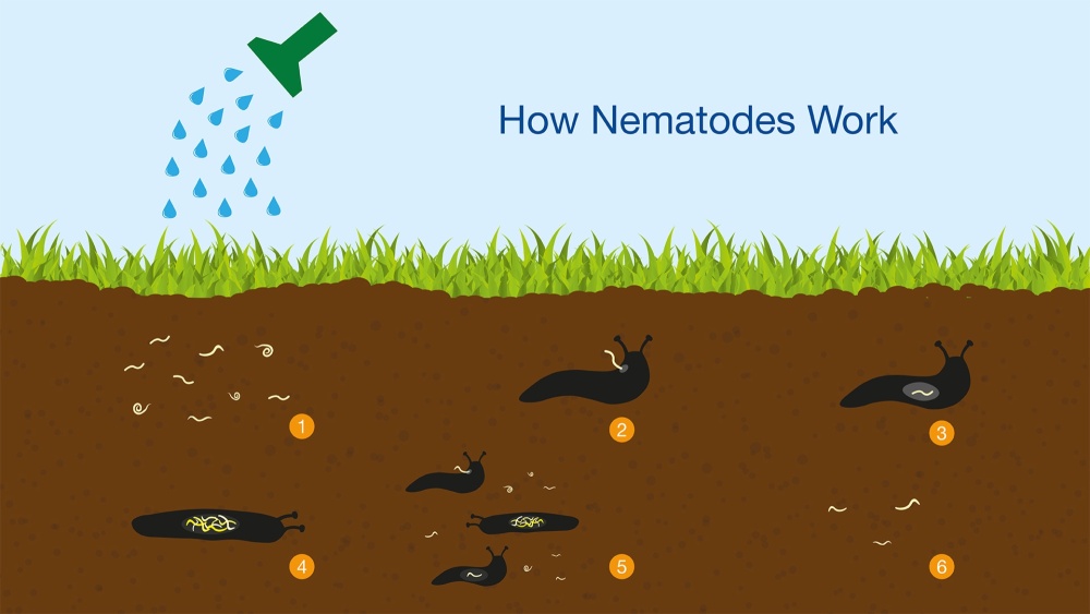 How Nematodes work
